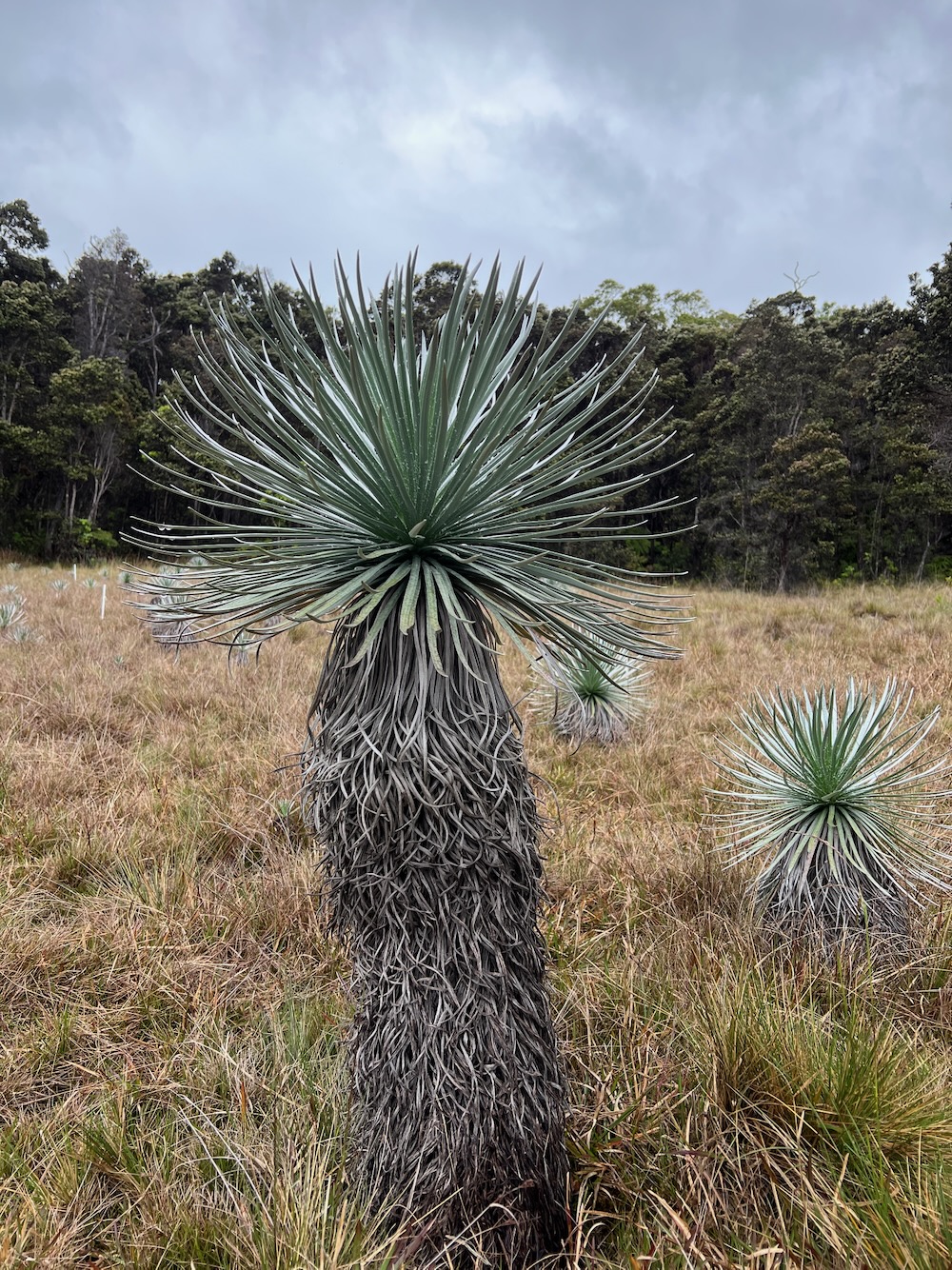 Three Mountain Alliance - Hawai‘i Association of Watershed Partnerships