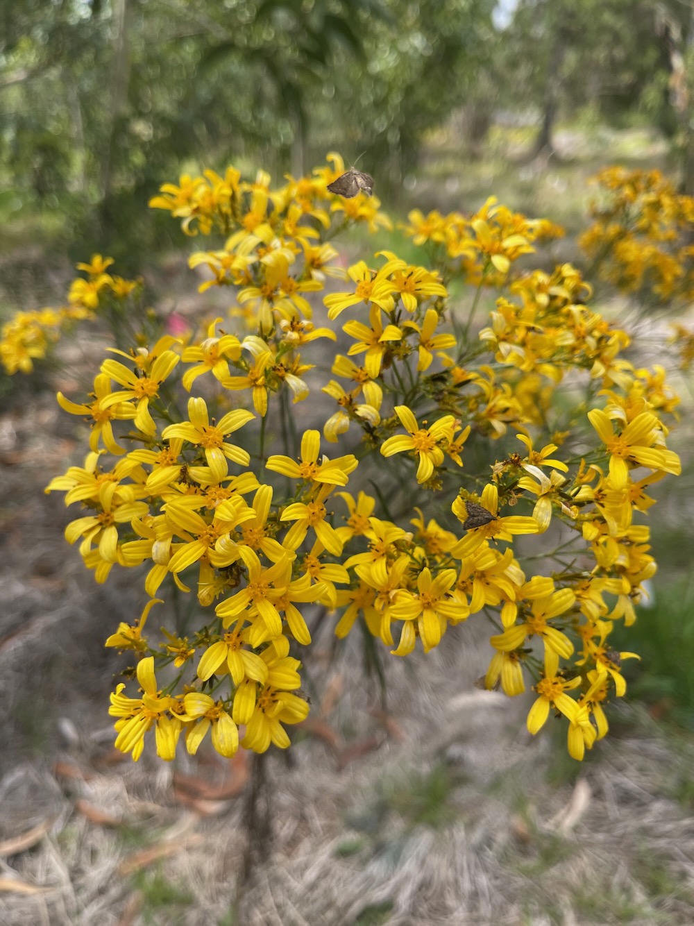 Three Mountain Alliance - Hawai‘i Association of Watershed Partnerships