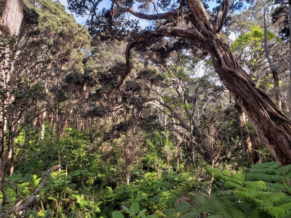 Three Mountain Alliance - Hawai‘i Association of Watershed Partnerships