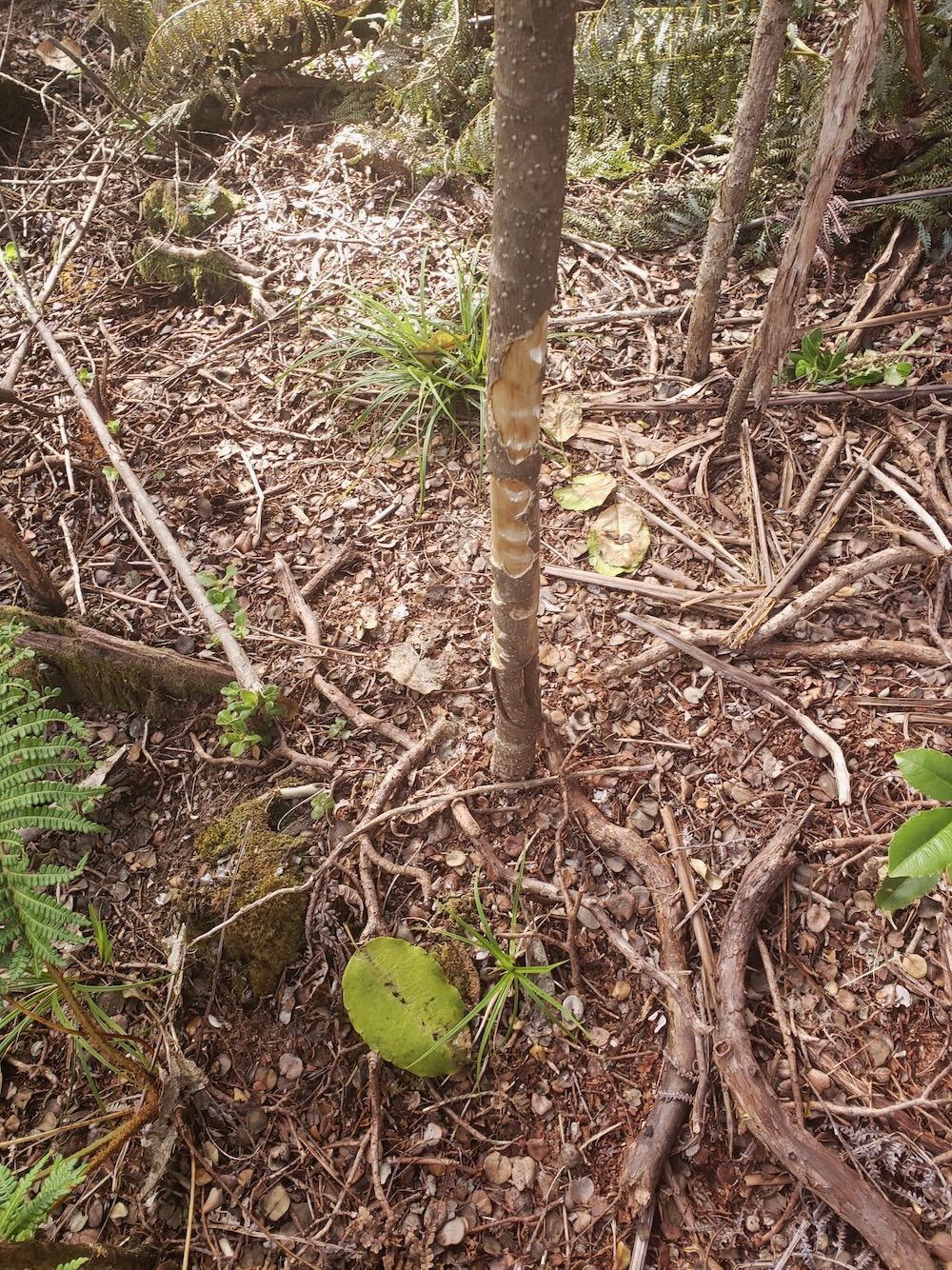 Three Mountain Alliance - Hawai‘i Association of Watershed Partnerships